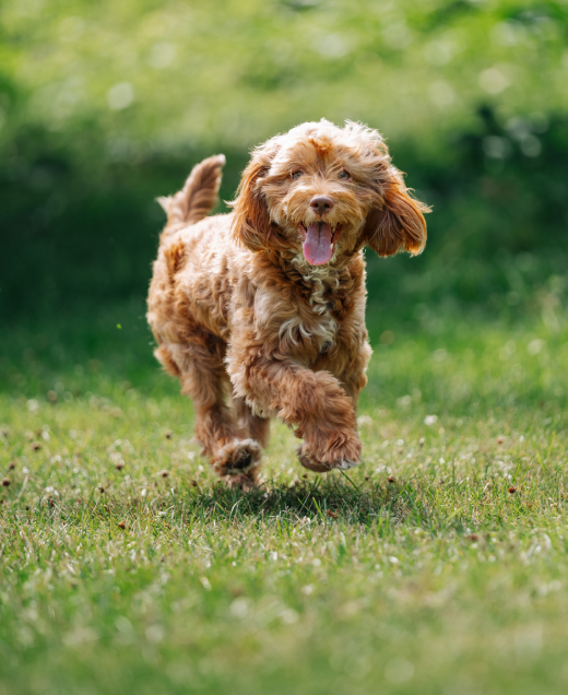 North Hound Life - Your pet's health starts here