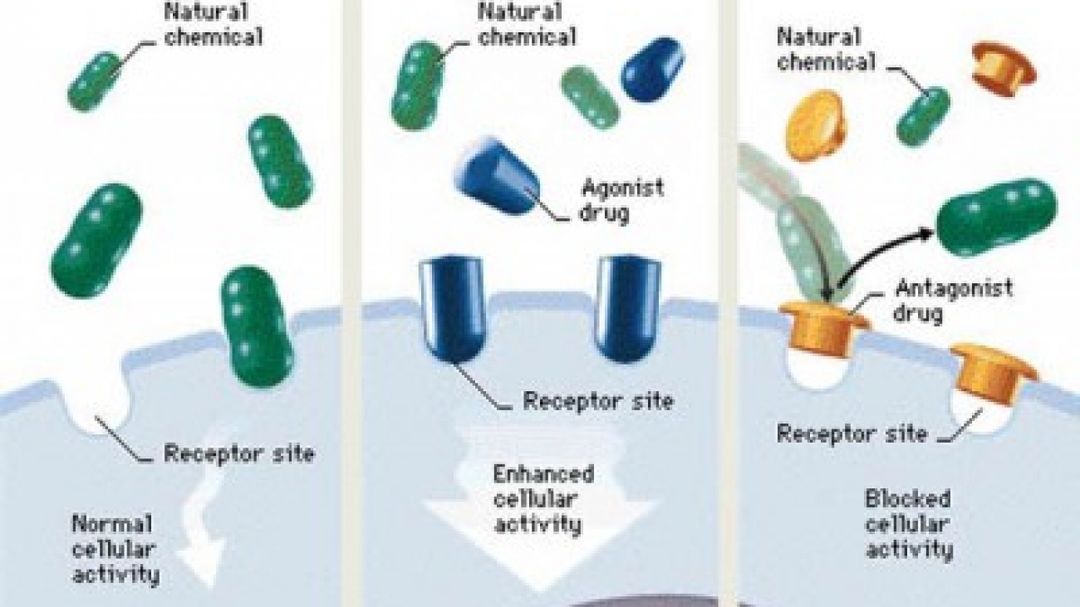 Agonist vs antagonist drugs