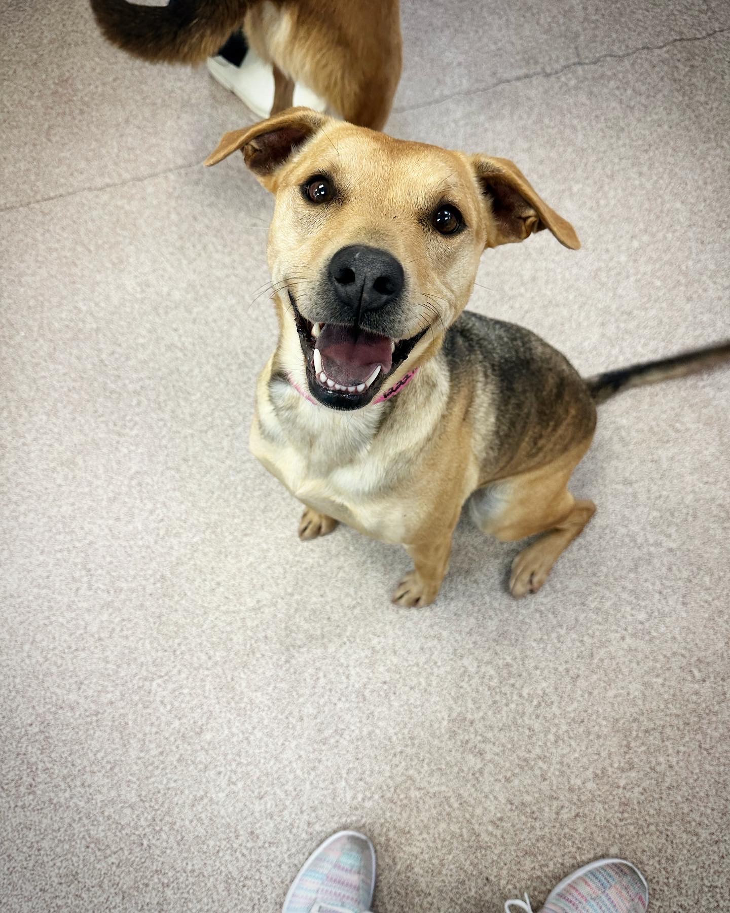 Ardmore Animal Shelter in Ardmore, Oklahoma