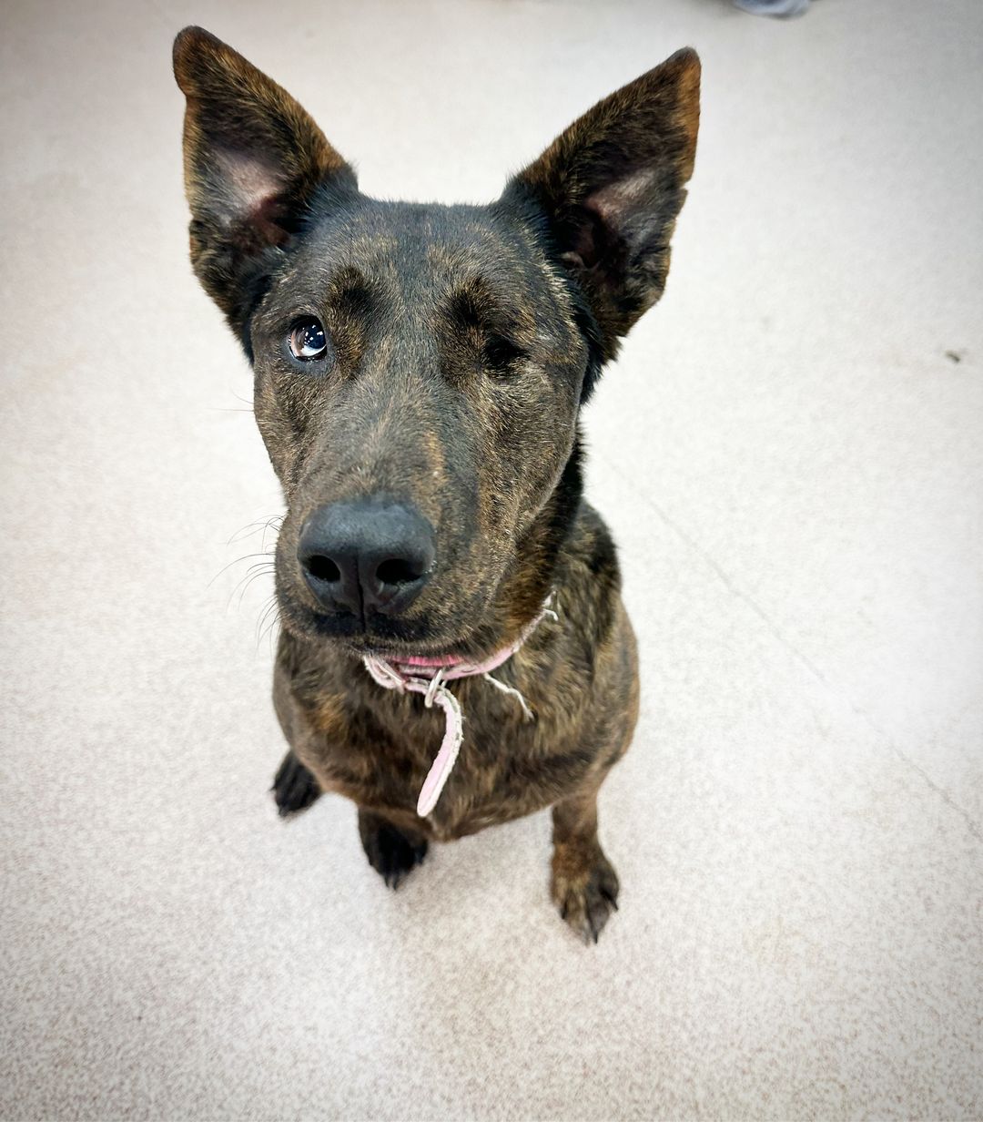 Ardmore Animal Shelter in Ardmore, Oklahoma