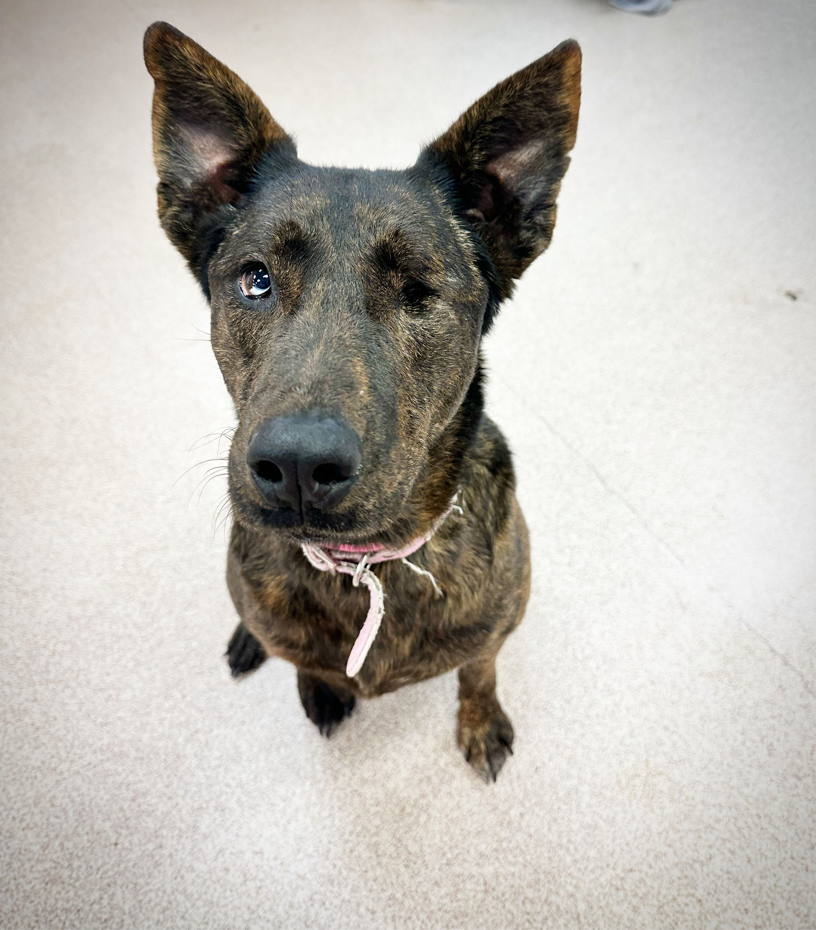 Ardmore Animal Shelter in Ardmore, Oklahoma