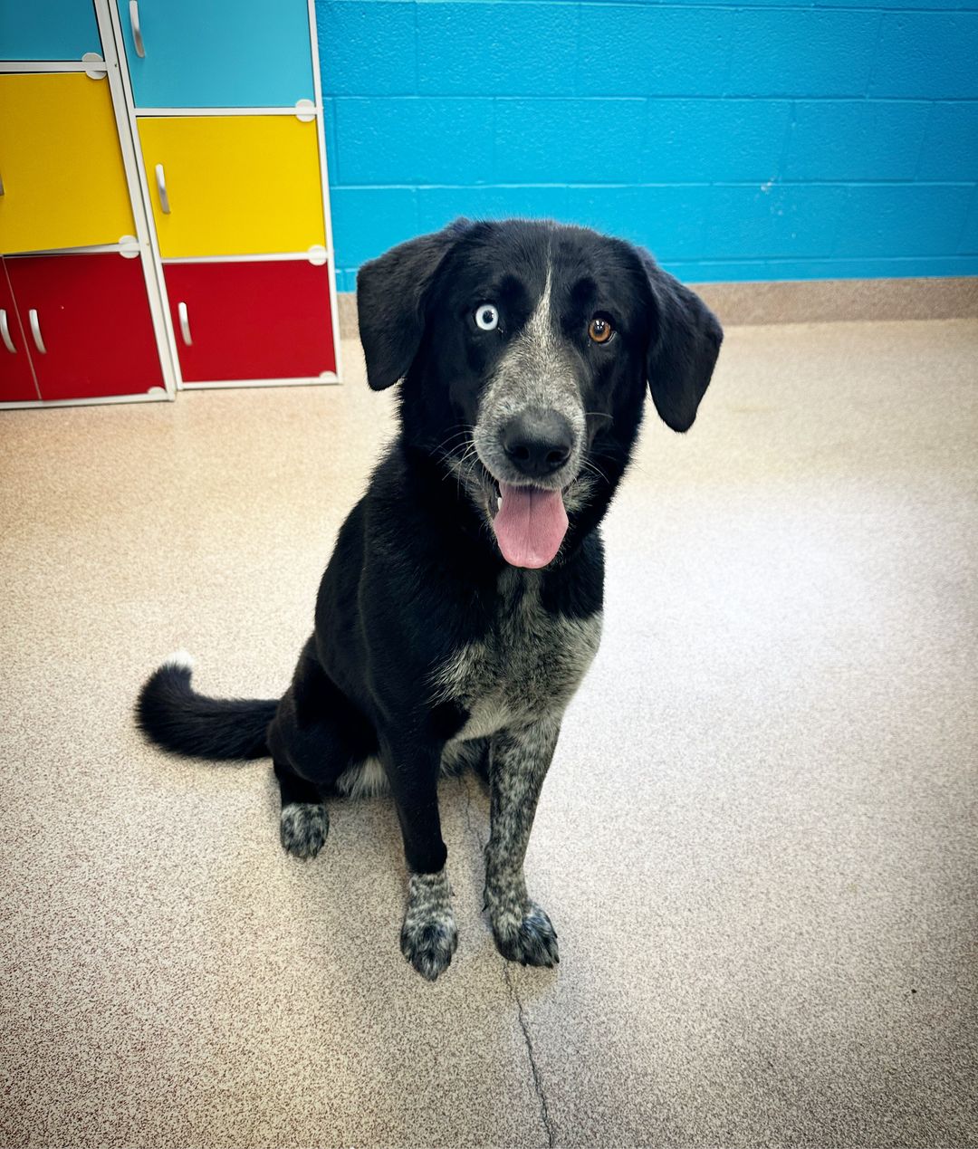 Ardmore Animal Shelter in Ardmore, Oklahoma