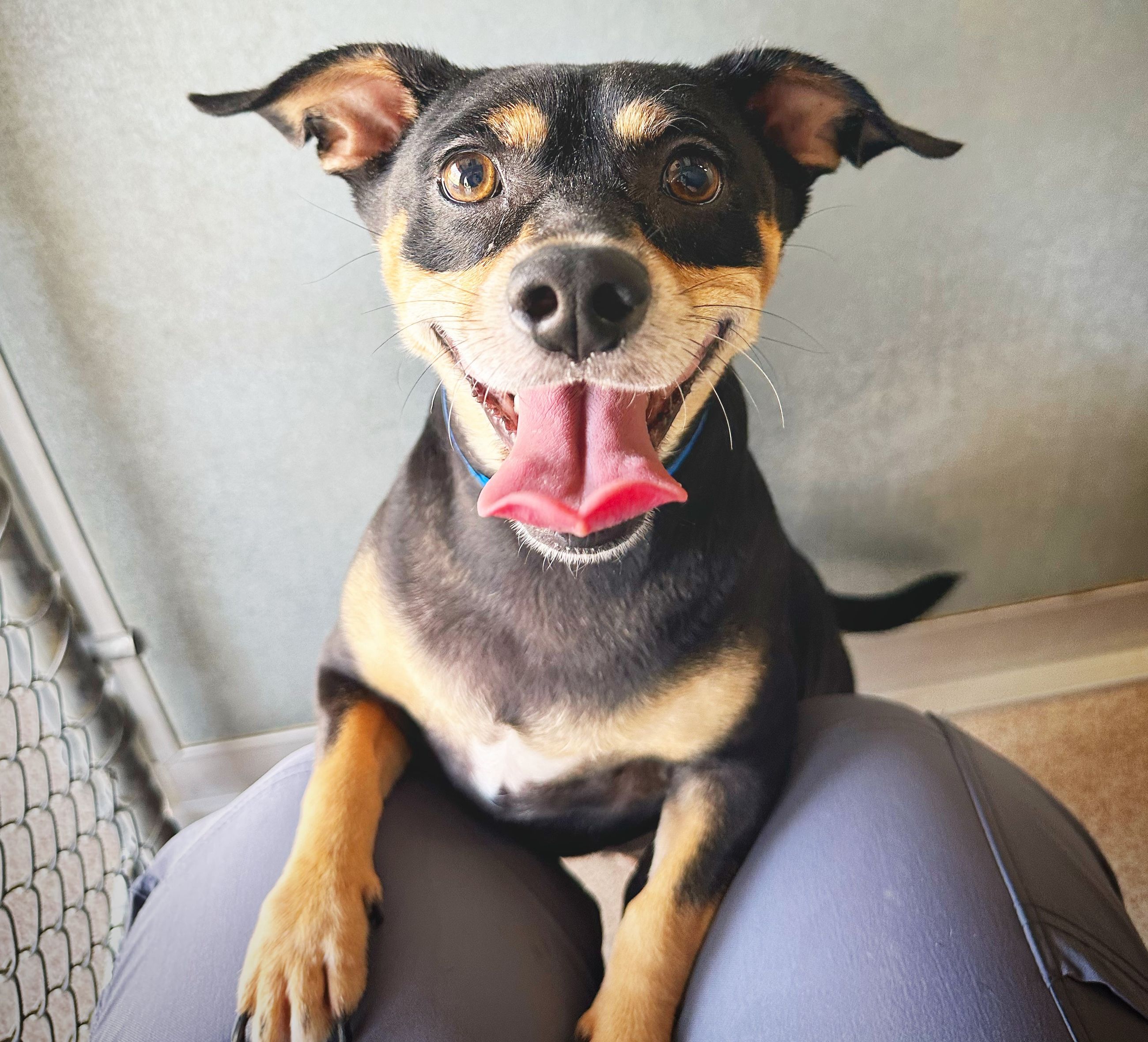 Ardmore Animal Shelter in Ardmore, Oklahoma