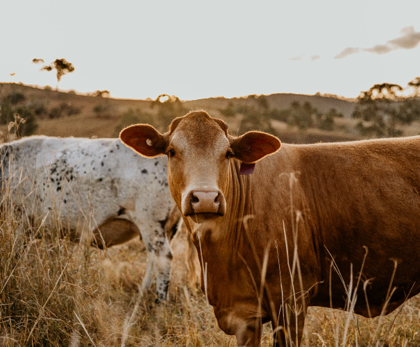 Wyuna | Regenerative Agriculture