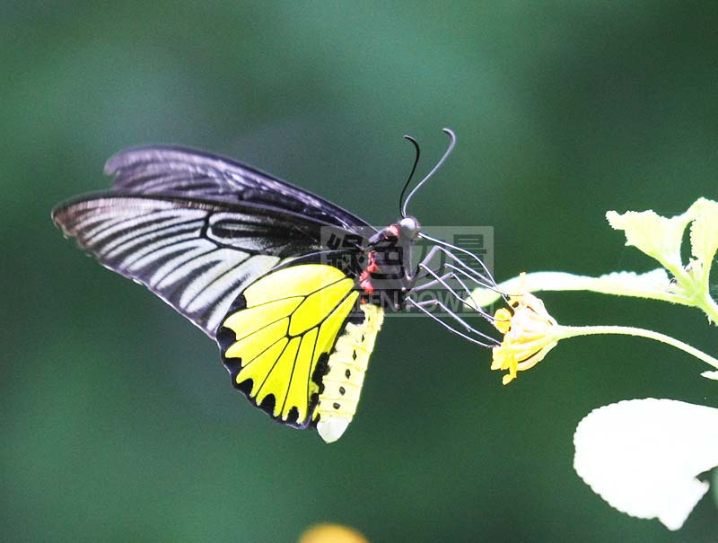 Hong Kong's Wild Stars | Tragedy of the Beauty - Common Birdwing ...