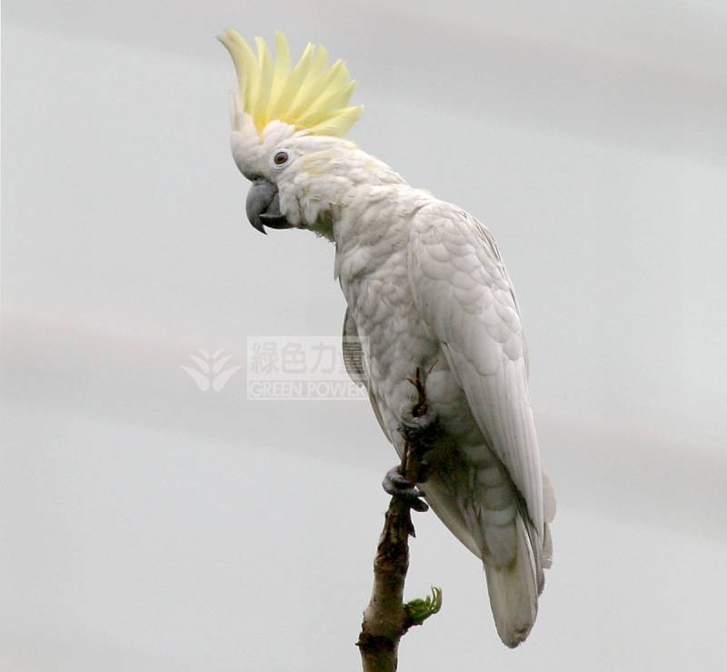 Hong Kong's Wild Stars | Seeking Refuge in Hong Kong – Yellow-crested ...