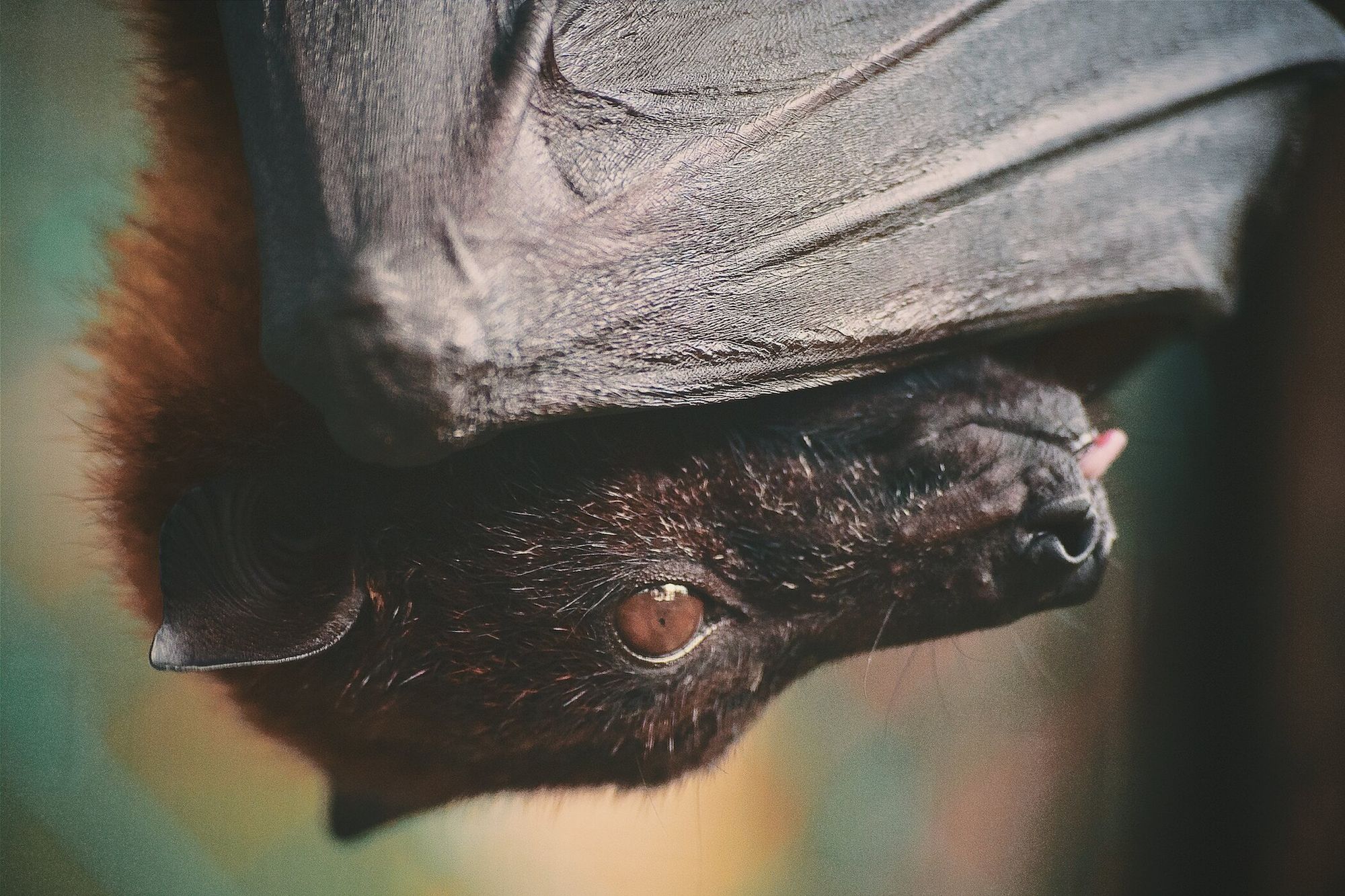 In the News - Earth Species Project