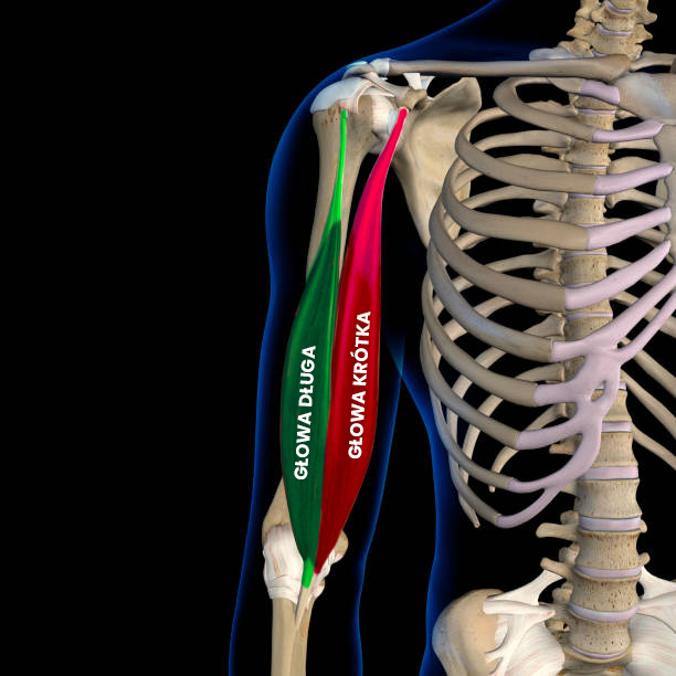 Jak trenować biceps na ból z przodu barku? Ćwiczenia!