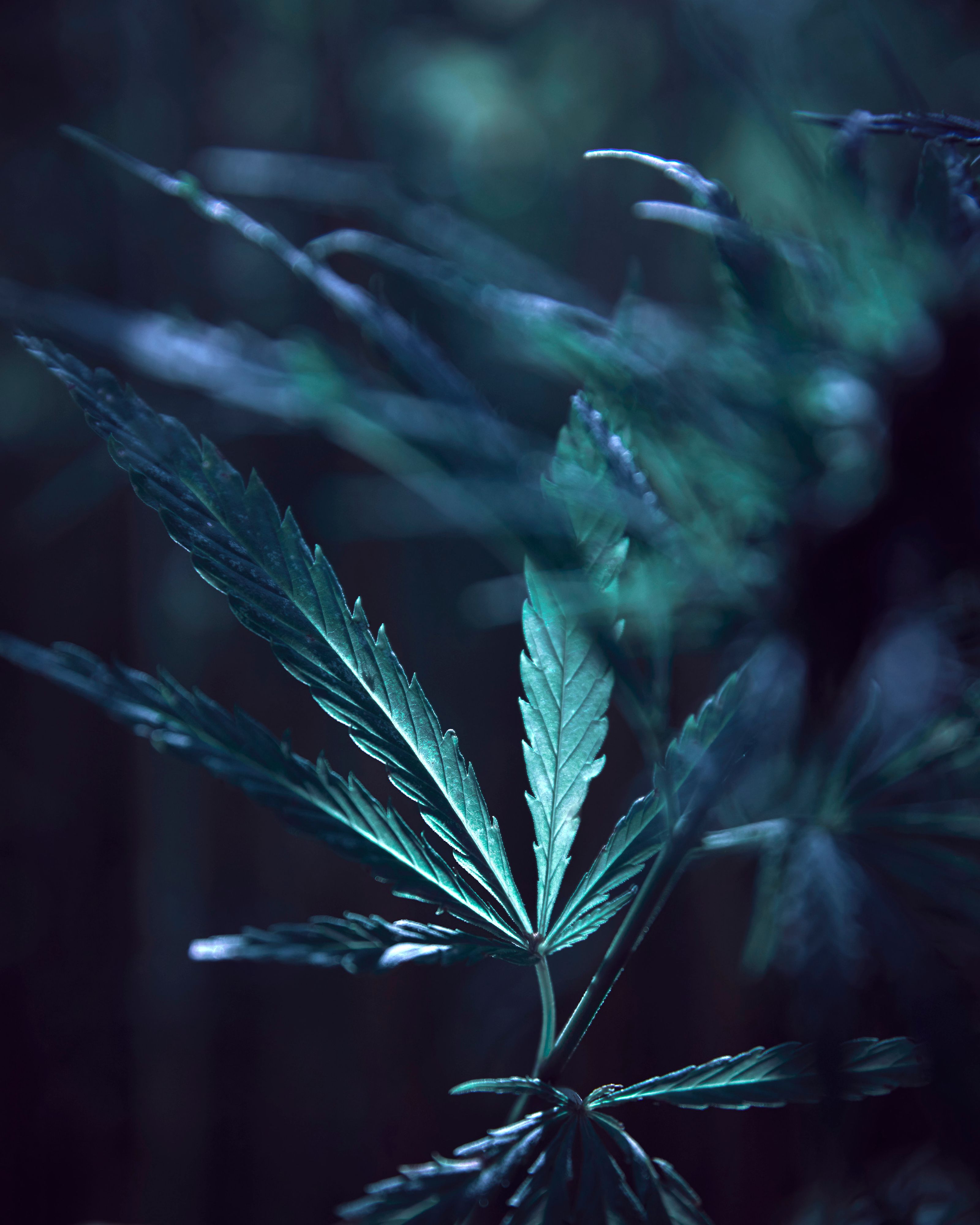 Revoltech I Made with Lovr