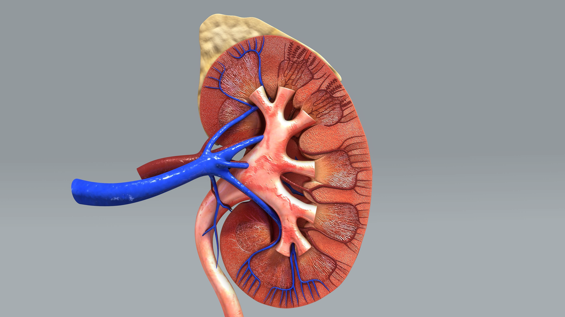 Anatomy of the Kidney