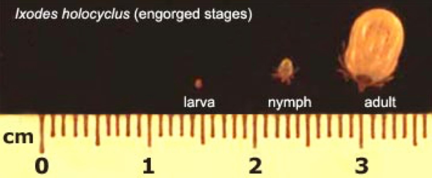 Guide to tick paralysis in dogs, cats & other pets