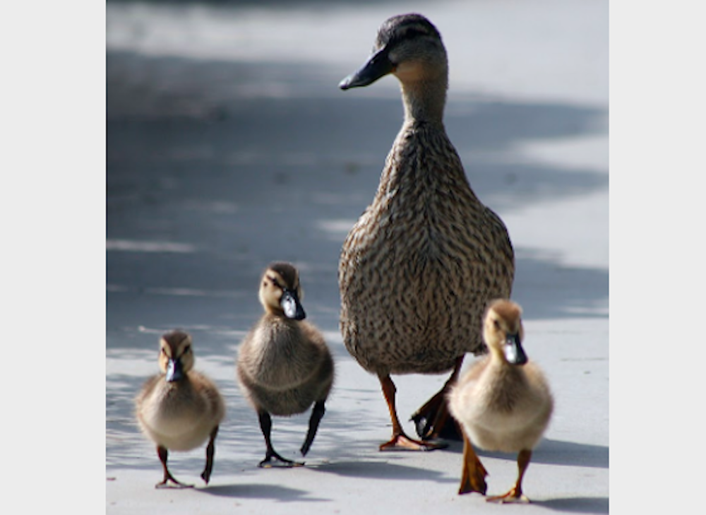 How to get started with Dux-Soup