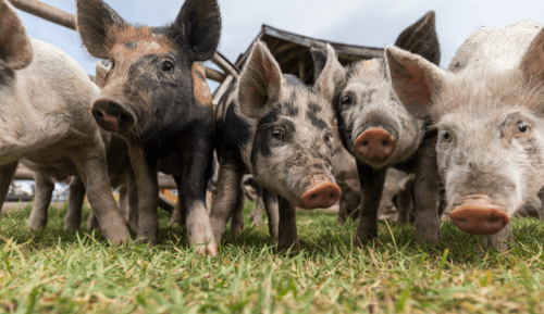 Animal Land Children's Farm | Diggers Rest