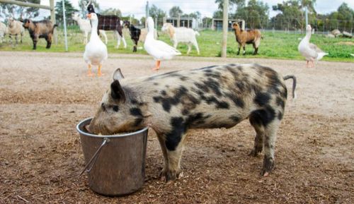Animal Land Children's Farm | Diggers Rest