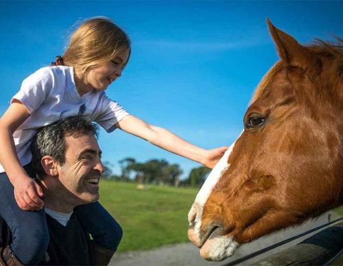 The Area - Diggers Rest, VIC | Animal Land Children's Farm