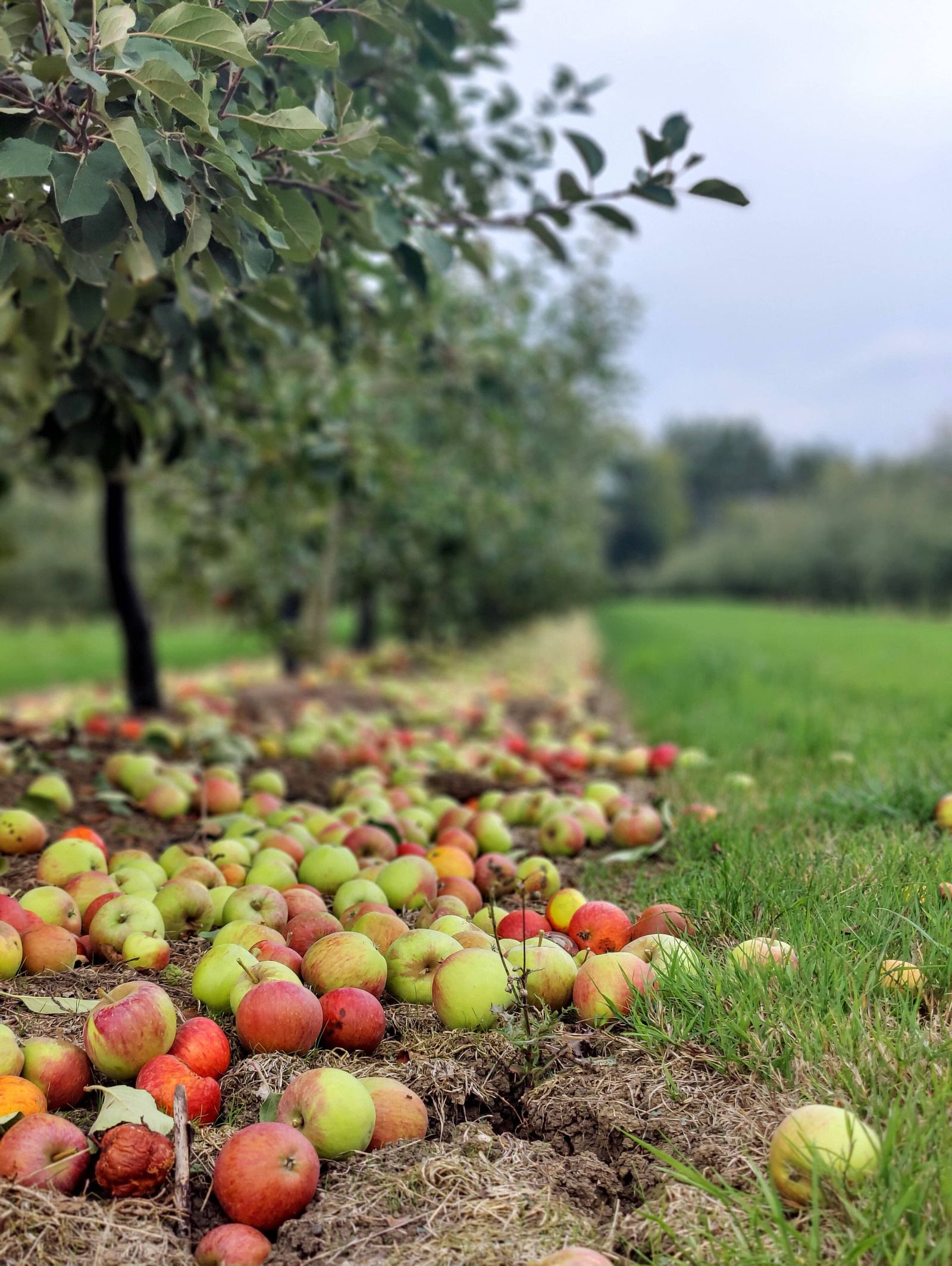 Bath Cider House | Our Cider