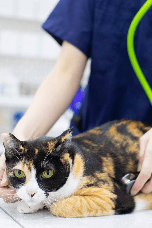 About Us | Springvet