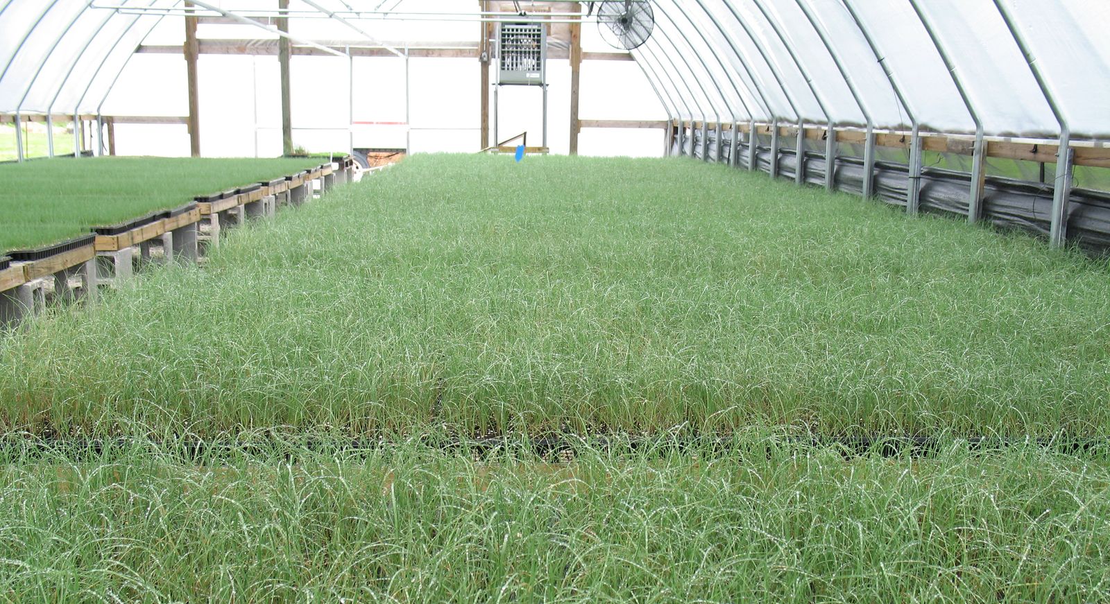 Native Planty Nursery | EarthBalance