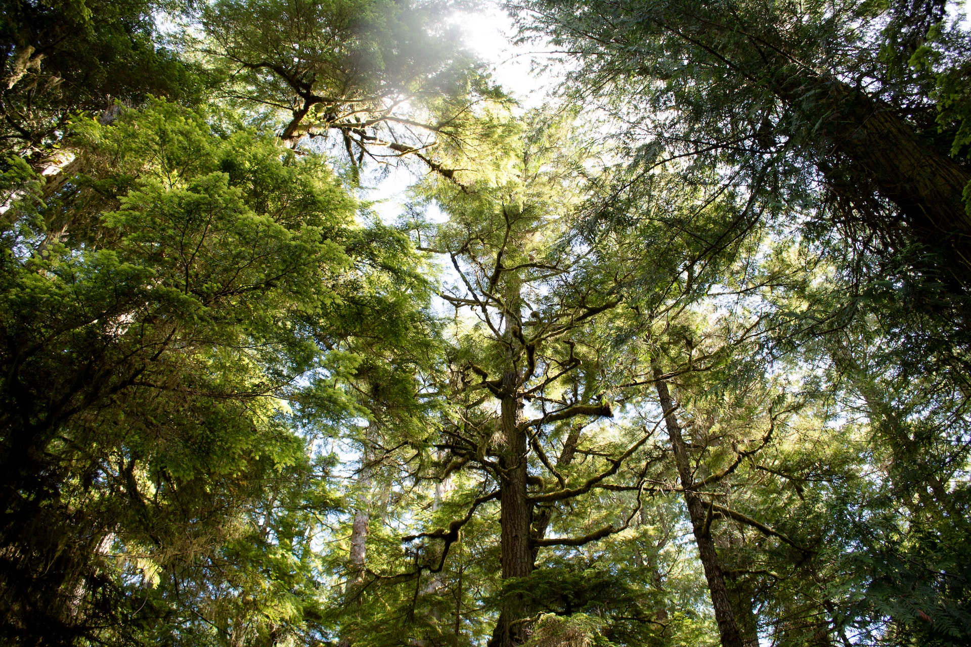 Tree Canopy Grants | ARPA Project