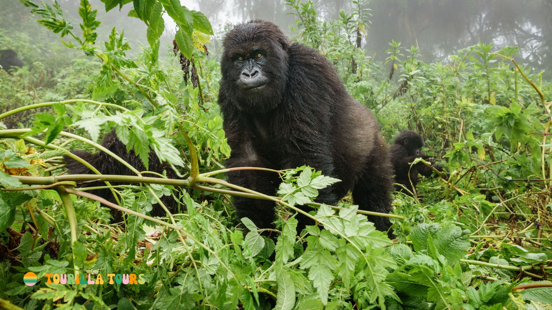 Tailor-Made Safari Tours in Uganda