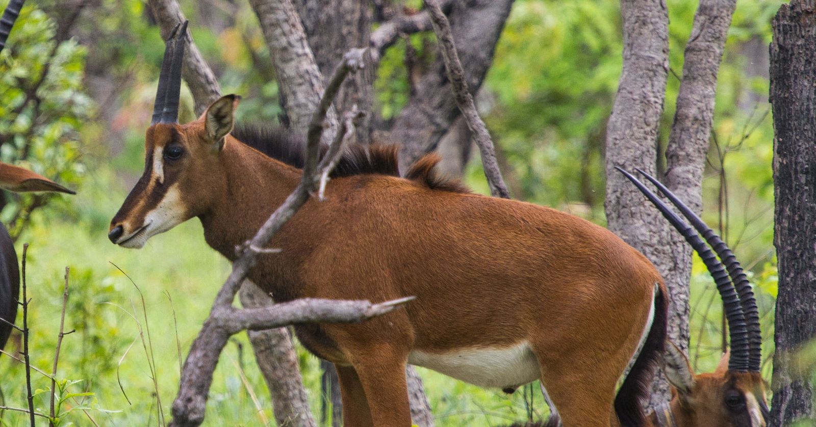 Environmental