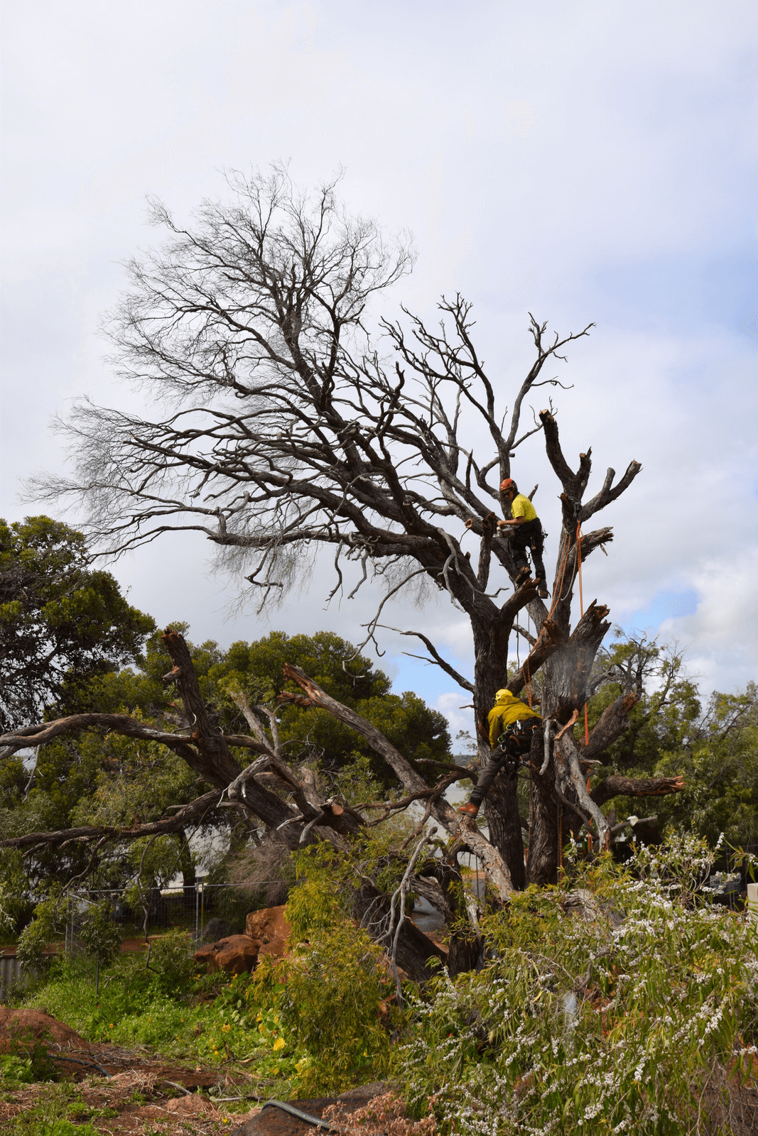 Naturaliste Tree Care | The Best Local Tree Pruning