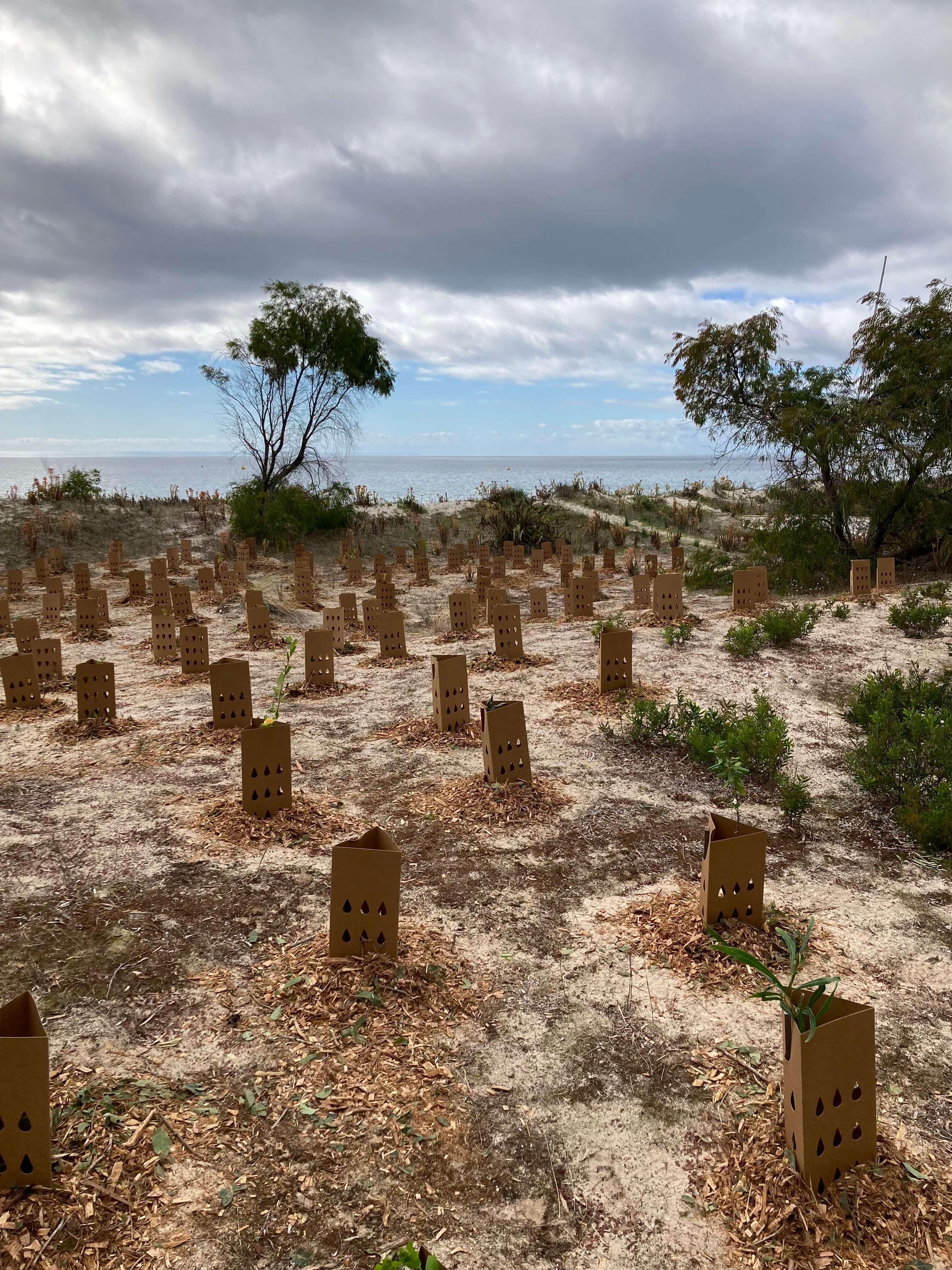 Naturaliste Tree Care | Tree Planting & Transplanting in the South West