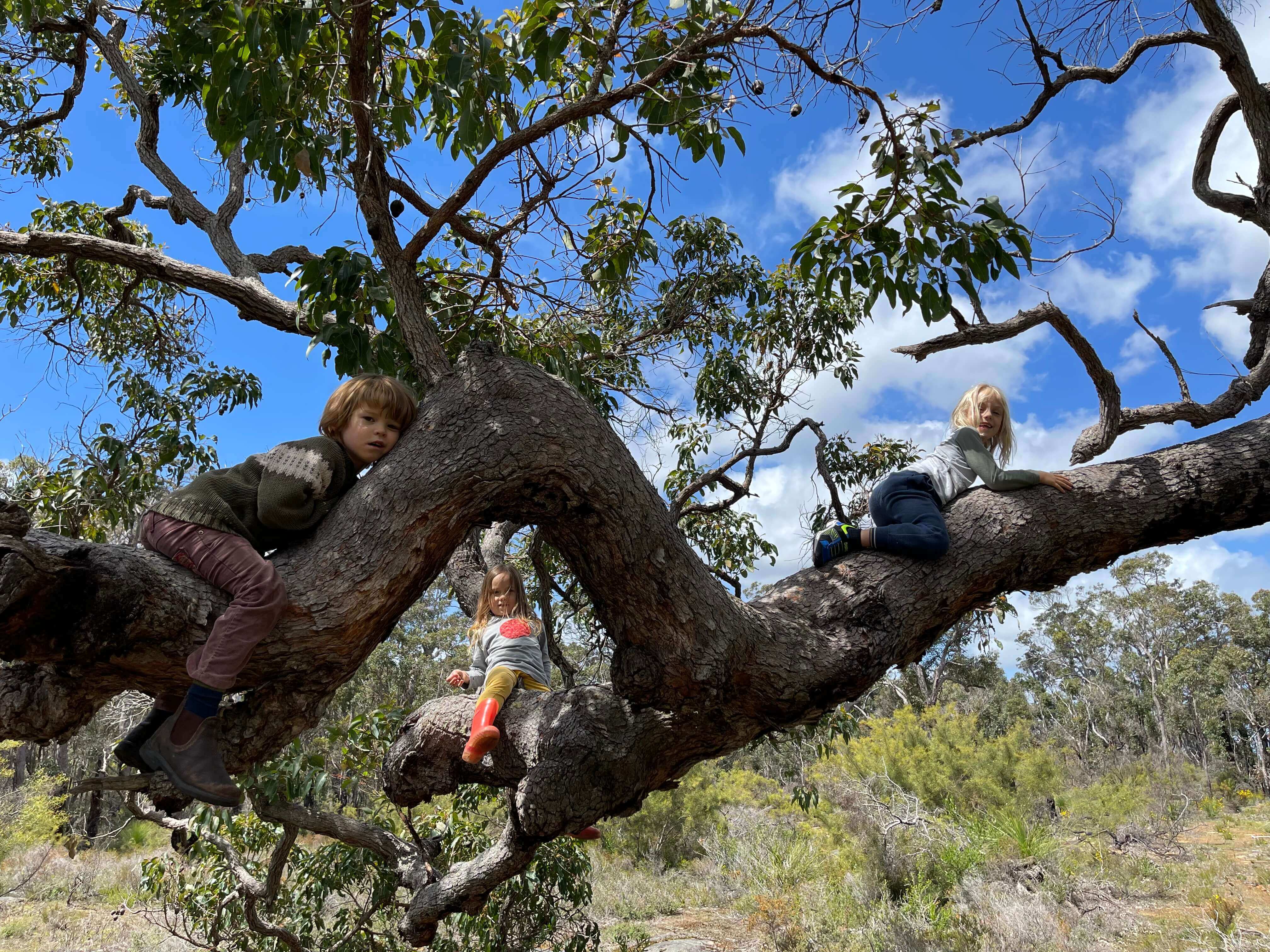 Naturaliste Tree Care | Tree Planting & Transplanting in the South West