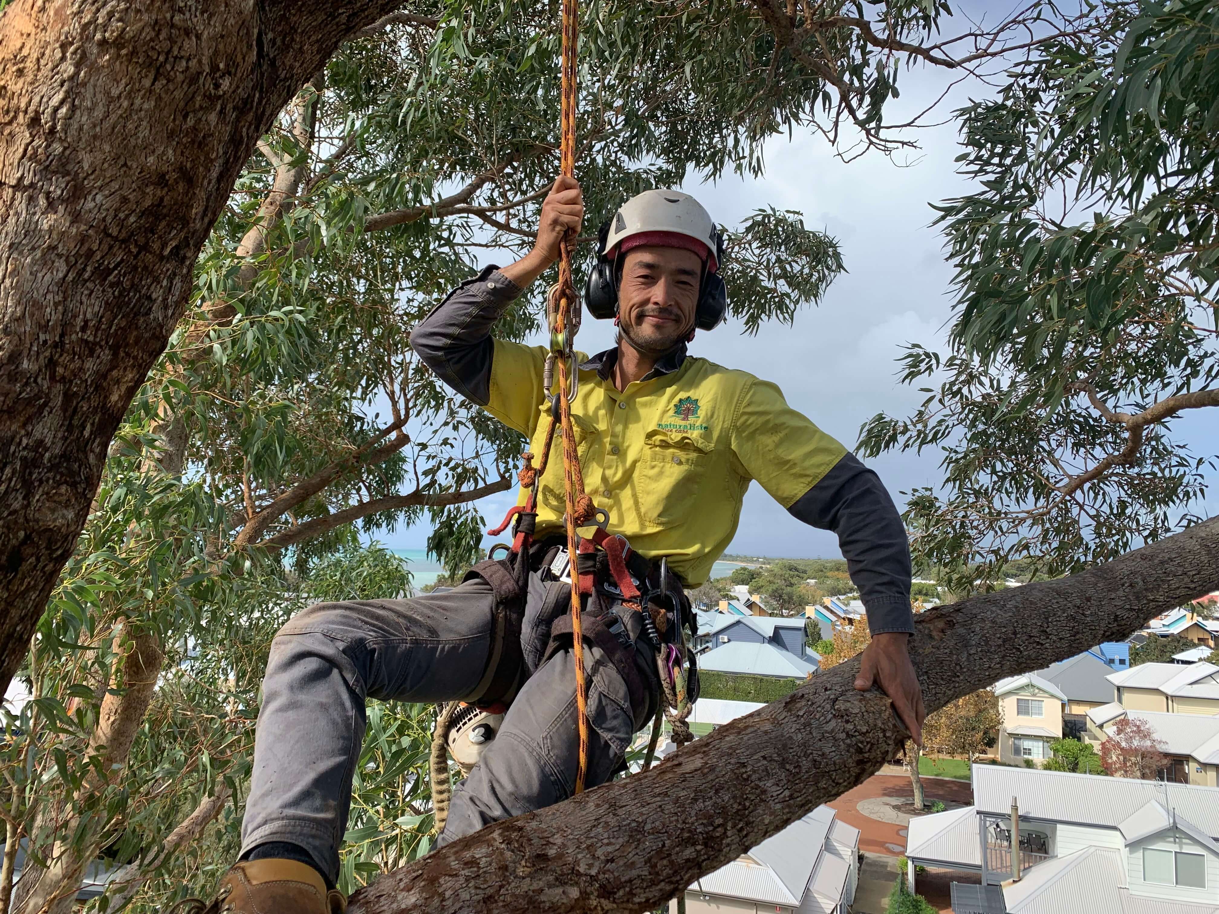Naturaliste Tree Care | The Best Local Tree Pruning