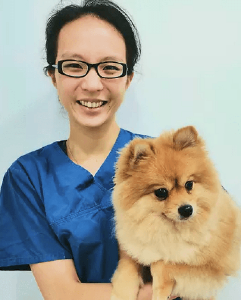 About Us | Springvet