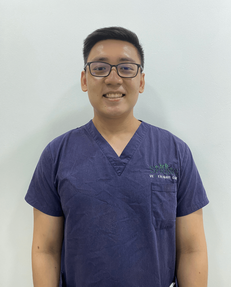 About Us | Springvet