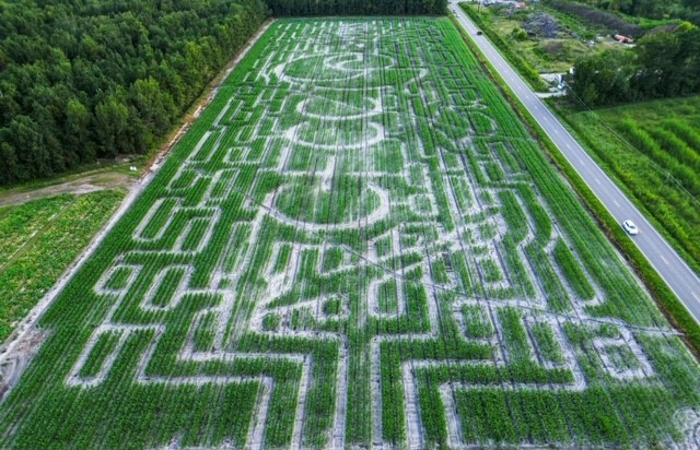 Trask Family Farms Corn Maze