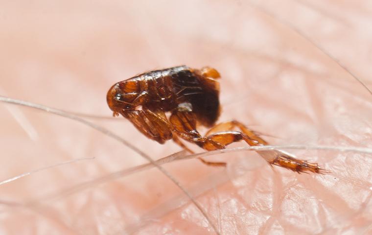 Get Rid of Fleas in Your House! - Sweeney's Pest Elimination