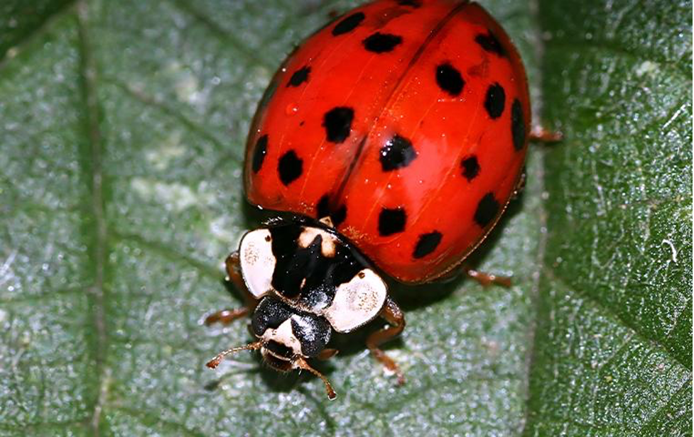 Identify Occasional Invaders - Sweeney's Pest Elimination