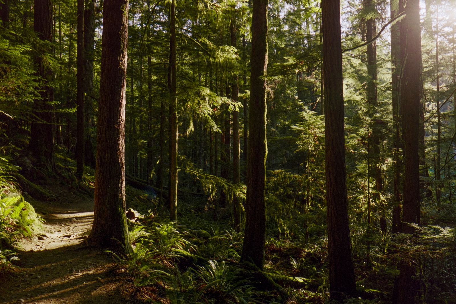 What Are The Benefits of Bioactive Totarol™