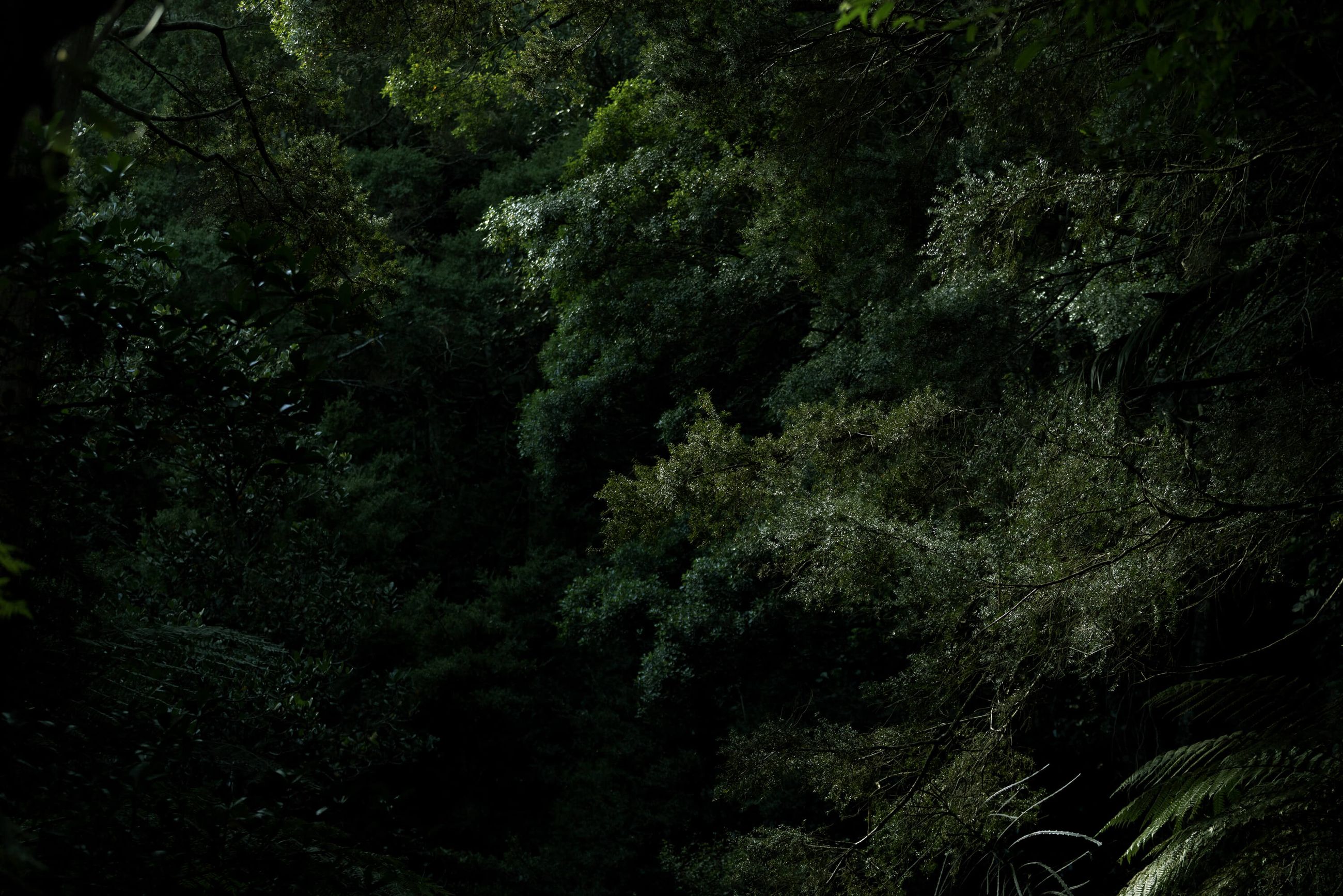 What Are The Benefits of Bioactive Totarol™