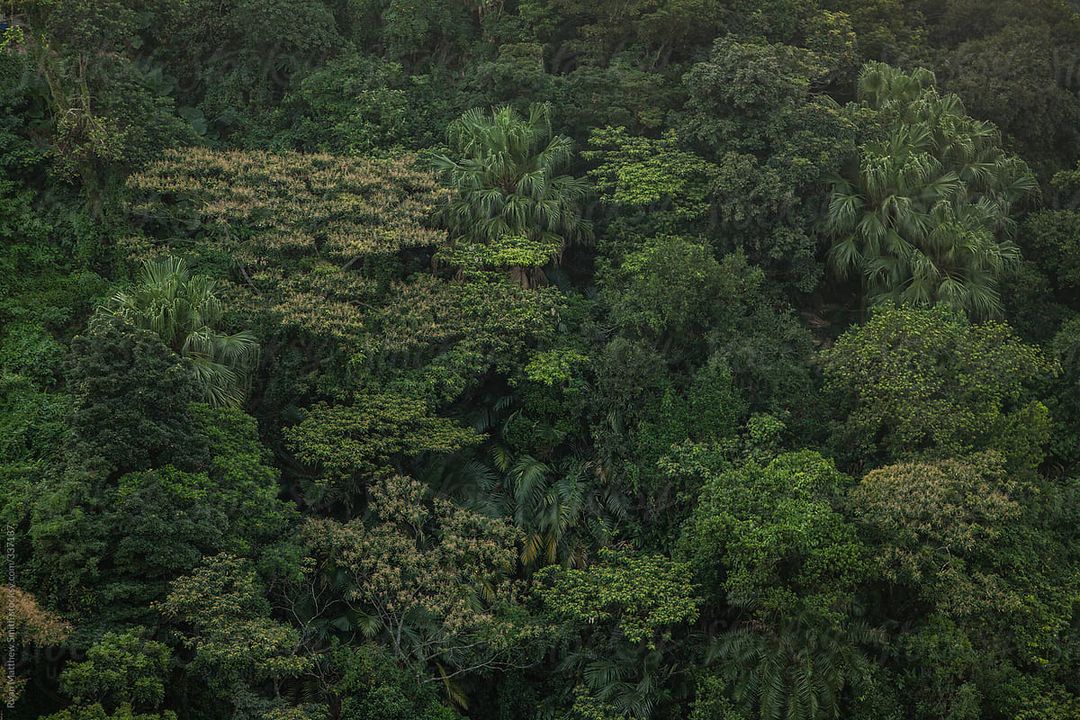 Bioactive Totarol™ NZ