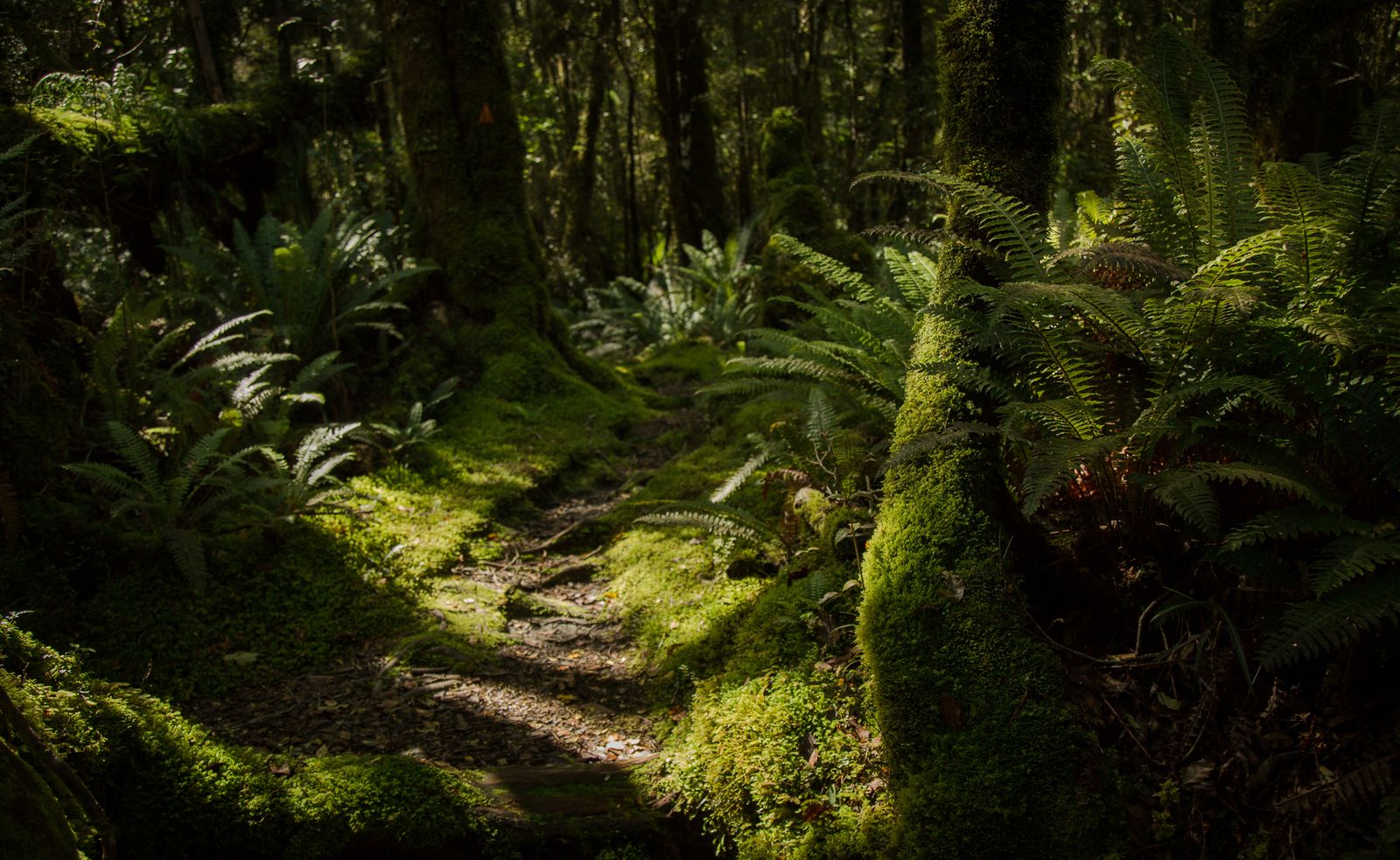 What Are The Benefits of Bioactive Totarol™