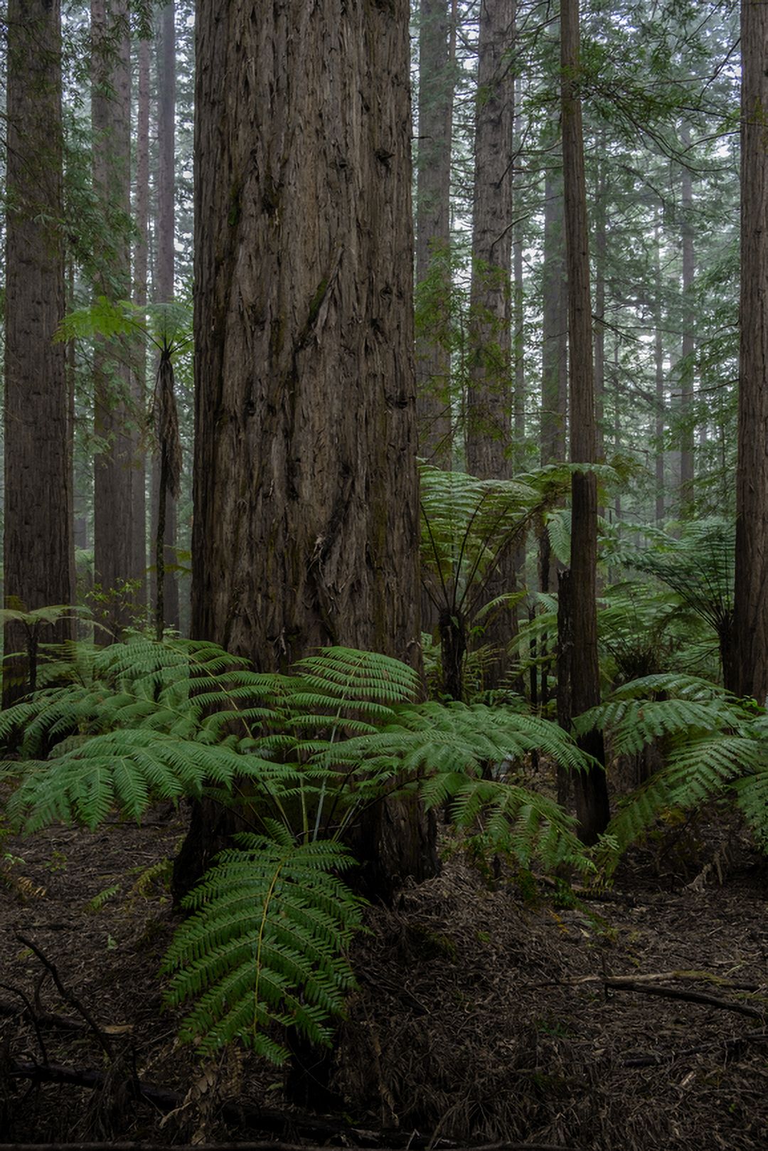 Bioactive Totarol™ NZ