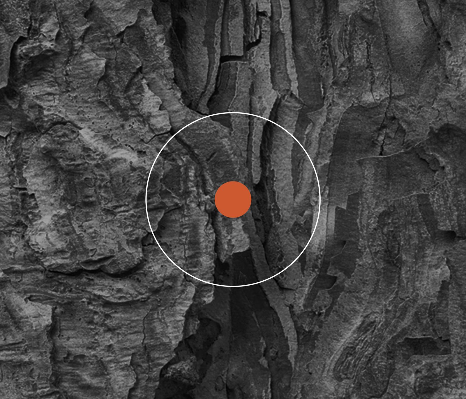 Bioactive Totarol™ NZ