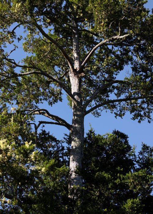 Bioactive Totarol™ NZ