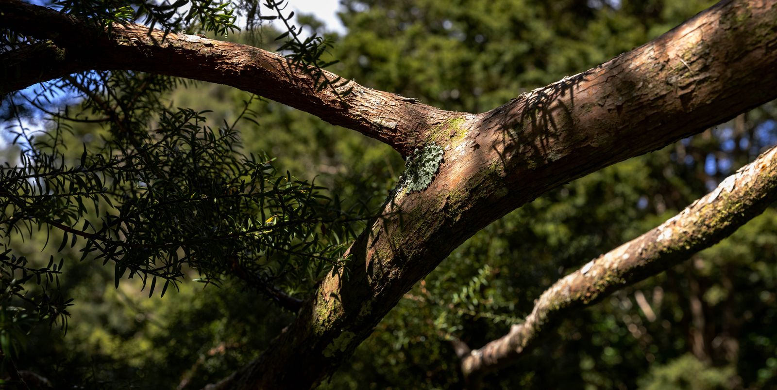 Where Does Bioactive Totarol™ Come From?