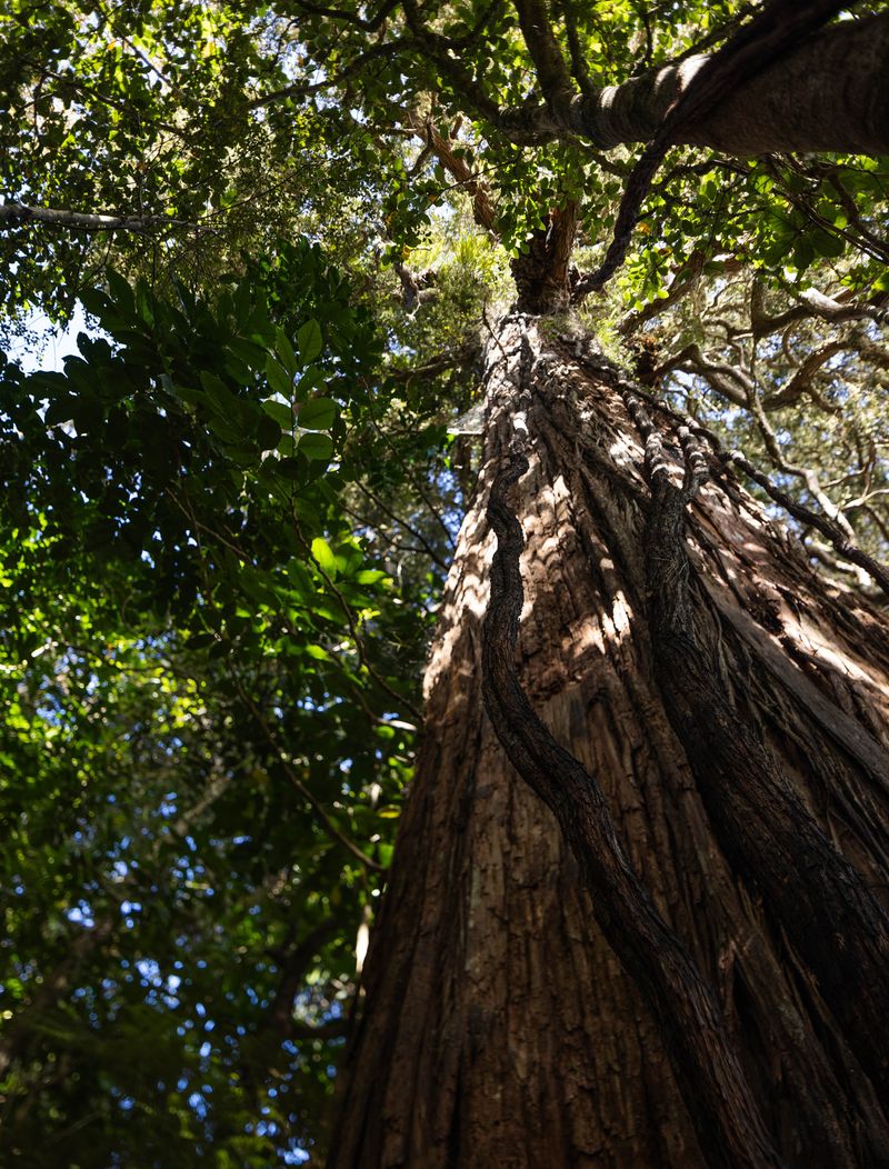 Bioactive Totarol™ NZ