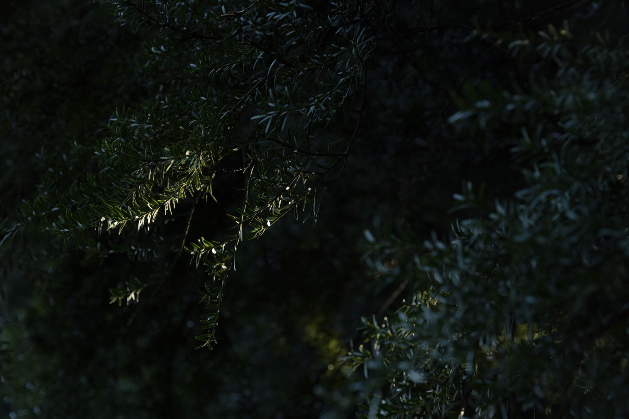 Bioactive Totarol™ Origin & Sustainability