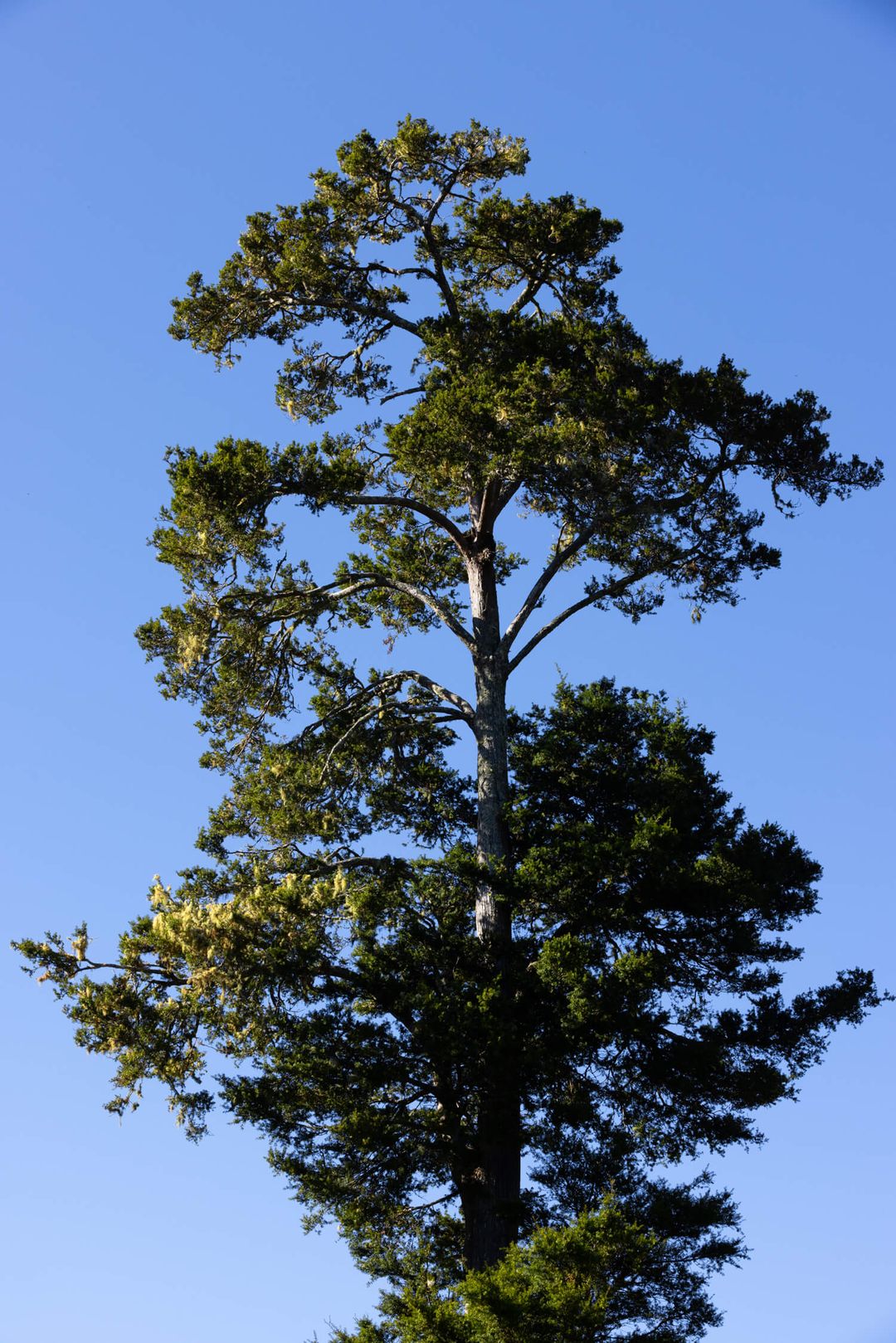 What Are The Benefits of Bioactive Totarol™