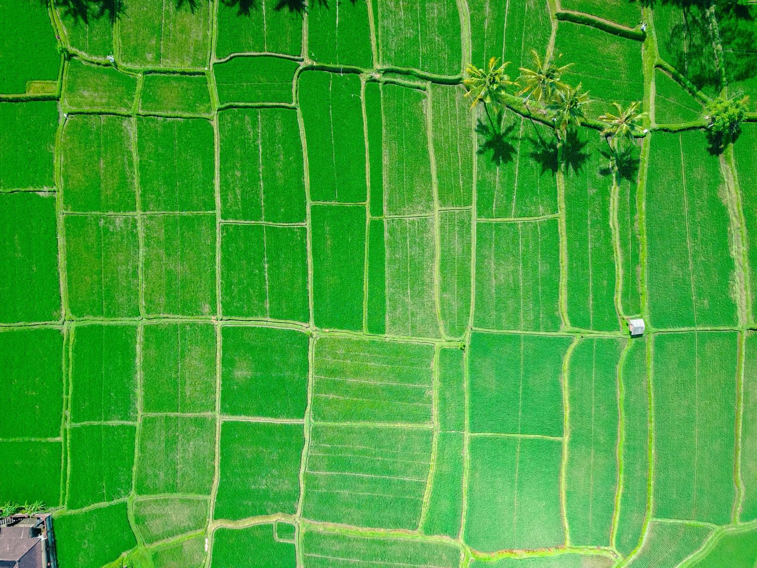 Low-Emission Rice Agriculture in Thailand - Case Study | Globalfields