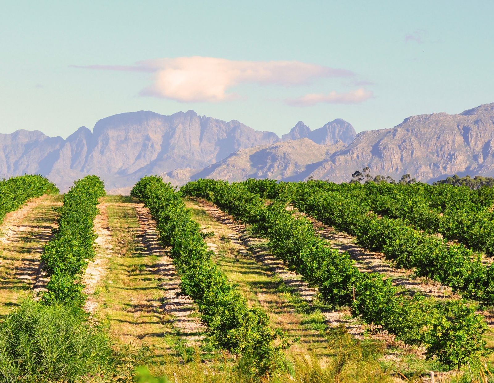 Verdant Orchards - A Platform of Orchards in Africa