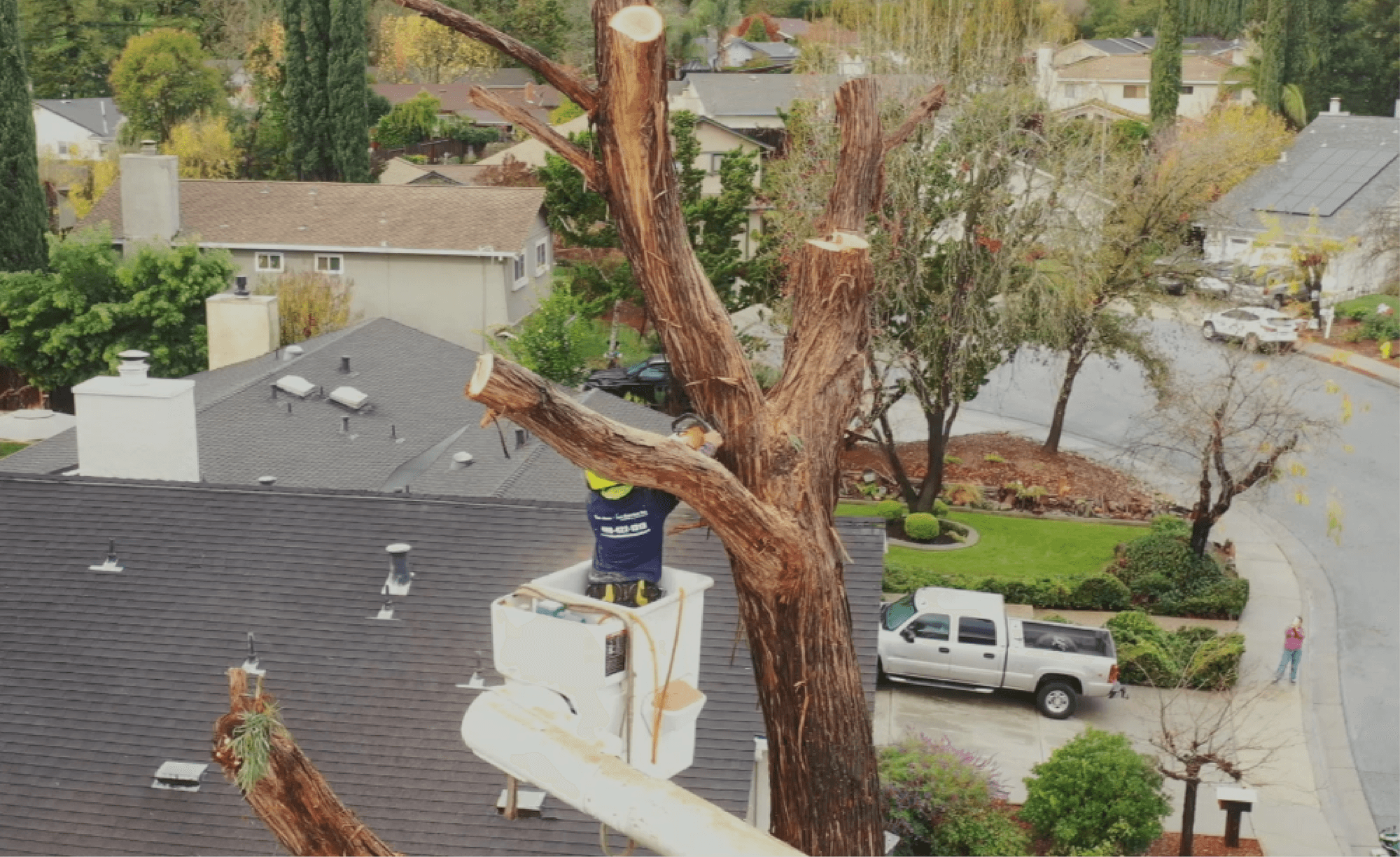 San Jose Tree Service | Tree, Arborist, & Landscaping Services
