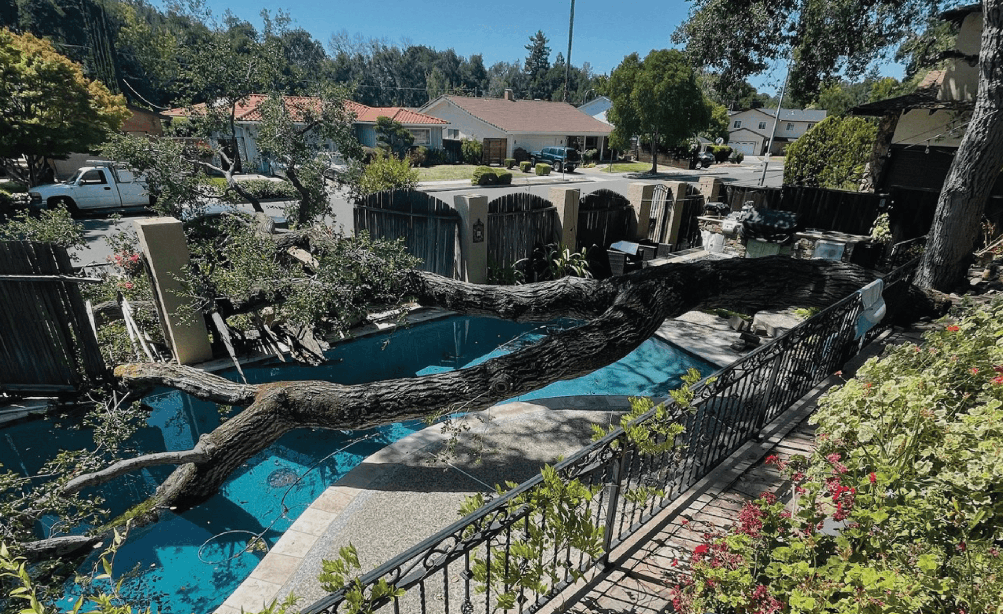 San Jose Tree Service | Tree, Arborist, & Landscaping Services