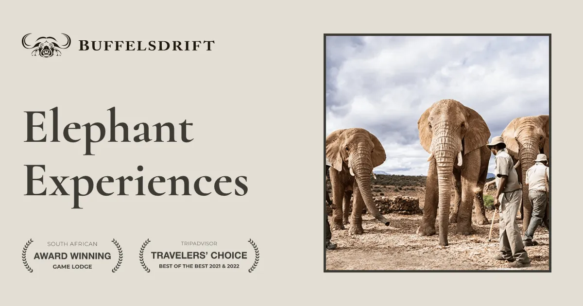 Elephant Experiences